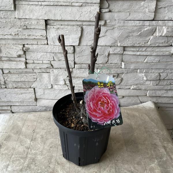 商品発送元：橋本種苗園オンラインストア家電・AV機器・カメラ【商品名】牡丹　選べる13種【分類】落葉小低木【開花期】4月下旬〜5月上旬【草丈】1〜2m前後＊草丈は、参考にしていただく一般的なサイズで土地や育て方によって異なります。【管理場所...