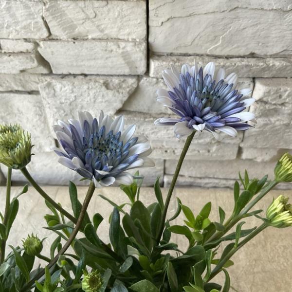 商品発送元：橋本種苗園オンラインストア家電・AV機器・カメラ【商品名】ダブルオステオ　ブルースティール【分類】多年草【開花期】春〜初夏【草丈】30〜50cm前後【管理場所】日当たりの良いところ【鉢の大きさ】3.5寸ポット中心部分のブルーと外...