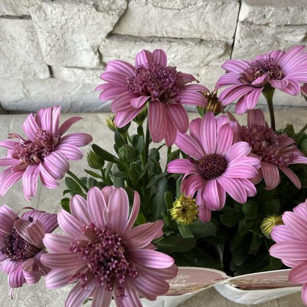 商品発送元：橋本種苗園オンラインストア家電・AV機器・カメラ【商品名】ダブルオステオ　マルゲリータダブル【分類】多年草【開花期】春〜初夏【草丈】30〜50cm前後【管理場所】日当たりの良いところ【鉢の大きさ】3.5寸ポットコンパクトな草姿な...