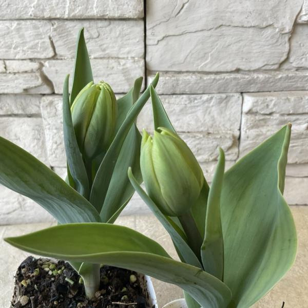 商品発送元：橋本種苗園オンラインストア家電・AV機器・カメラ【商品名】スィートチューリップ　フォクシーフォックストロット【分類】球根植物【開花期】4月〜5月【草丈】40cm前後＊草丈は、参考にしていただく一般的なサイズで土地や育て方によって...