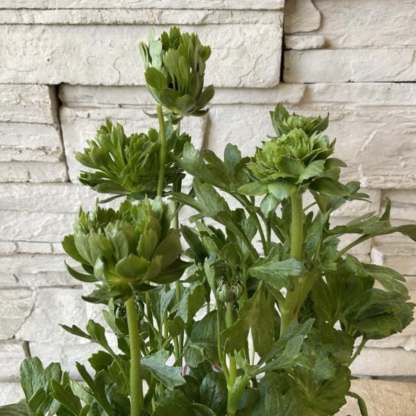 商品発送元：橋本種苗園オンラインストア家電・AV機器・カメラ【商品名】ラナンキュラス　グリーン【分類】球根植物【開花期】3月〜4月【草丈】20〜40cm前後＊草丈は、参考にしていただく一般的なサイズで土地や育て方によって異なります。【管理場...