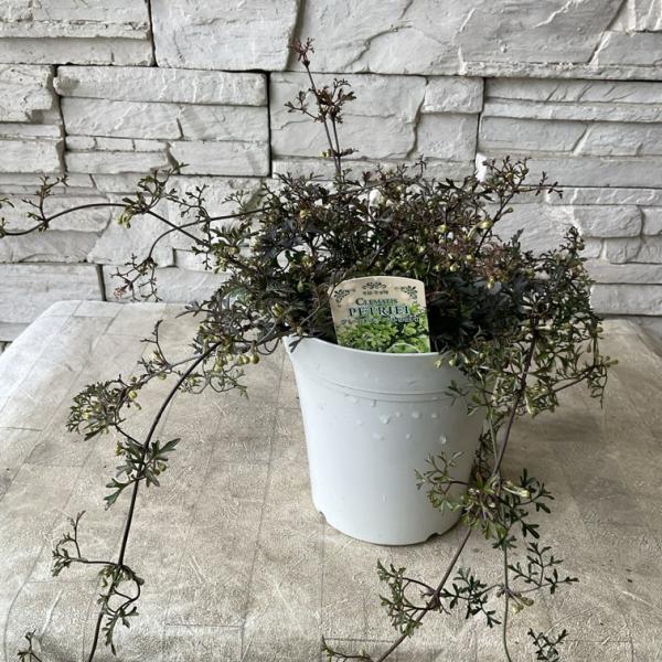 商品発送元：橋本種苗園オンラインストア家電・AV機器・カメラ【商品名】クレマチス　ペトリエイ【分類】常緑低木【開花期】春〜初夏【草丈】1〜2m前後＊草丈は、参考にしていただく一般的なサイズで土地や育て方によって異なります。【管理場所】日当た...