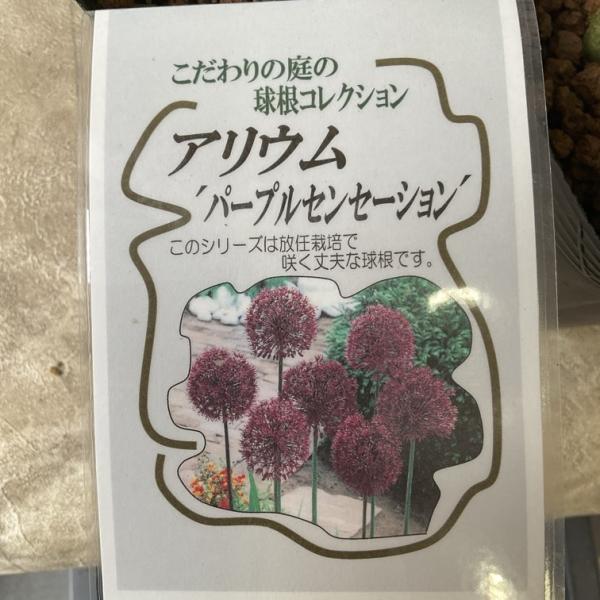 商品発送元：橋本種苗園オンラインストア家電・AV機器・カメラ【商品名】アリウム　パープルセンセーション【分類】球根植物【開花期】11月〜5月【草丈】20〜120cm前後＊草丈は、参考にしていただく一般的なサイズで土地や育て方によって異なりま...