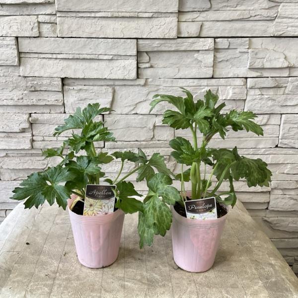 商品発送元：橋本種苗園オンラインストア家電・AV機器・カメラ【商品名】ラナンキュラス　ラックスシリーズ　選べる2種類 ・ペネロペ・アポロンからお選びください。【分類】球根植物【開花期】3月〜5月【管理場所】日当たりの良いところ【鉢の大きさ】...