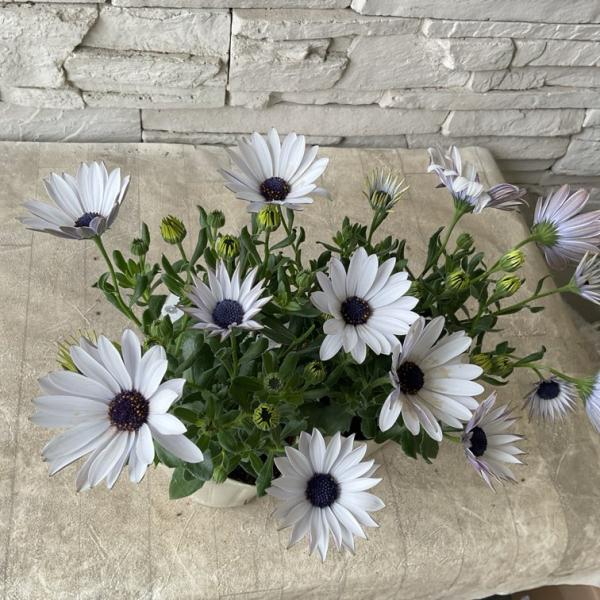 商品発送元：橋本種苗園オンラインストア家電・AV機器・カメラ【分類】多年草【開花期】春〜初夏【草丈】30〜50cm前後【管理場所】日当たりの良いところ【鉢の大きさ】3.5寸ポット【育て方】日当たりの良い場所で管理してください。土の表面が乾い...