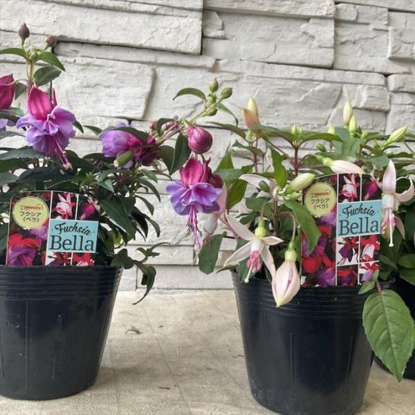 商品発送元：橋本種苗園オンラインストア家電・AV機器・カメラ【商品名】フクシア　ベラ　選べる♪3色【分類】落葉性低木【開花期】春と秋【管理場所】春と秋は日当たり風通しの良いところ真夏は強い直射日光を避け半日陰で真冬は室内へ  【色】写真3枚...