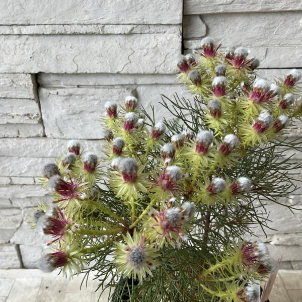 商品発送元：橋本種苗園オンラインストア家電・AV機器・カメラ【商品名】セルリア　ラズベリーバースト【分類】常緑中木【開花期】12月〜2月【草丈】1&amp;#12316;2m【管理場所】日当たりの良いところ【鉢の大きさ】5寸鉢　高さ　約40...