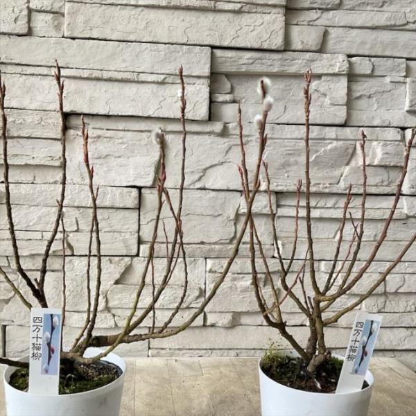 商品発送元：橋本種苗園オンラインストア家電・AV機器・カメラ【分類】落葉低木【管理場所】日当たりの良いところ 早春に穂の出る姿が最も純白で美しい名花  ＊画像は、イメージで現品のお届けとは限りません。＊植物の成長や季節によっては、開花してい...