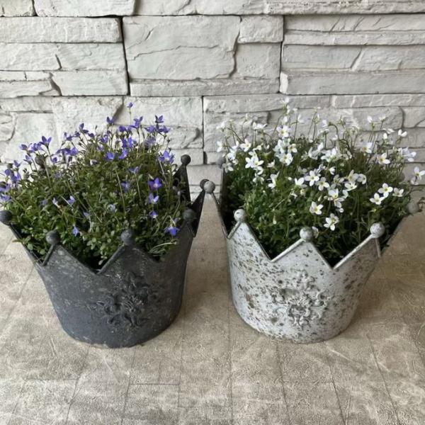 商品発送元：橋本種苗園オンラインストア家電・AV機器・カメラ【商品名】ヒナソウ王冠鉢植えSサイズ　選べる鉢色、花色【分類】多年草【開花期】4月〜6月【草丈】5〜15cm前後＊草丈は、参考にしていただく一般的なサイズで土地や育て方によって異な...