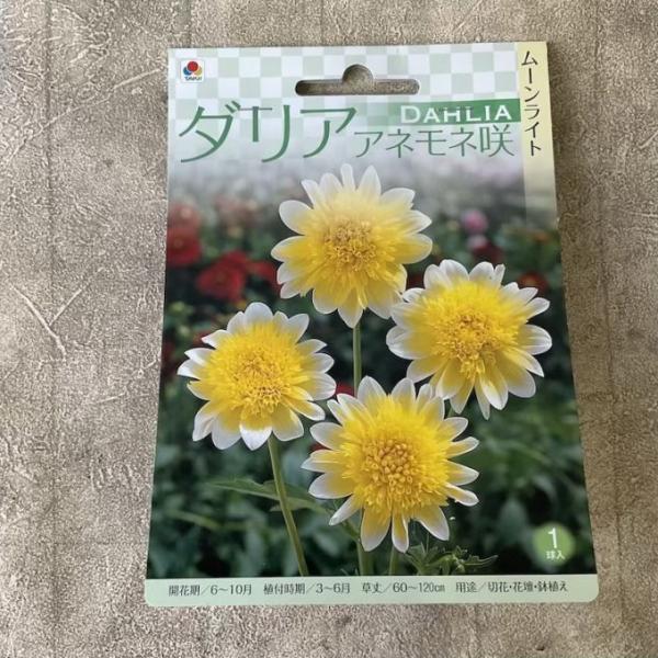 商品発送元：橋本種苗園オンラインストア家電・AV機器・カメラ球根　ダリア　アネモネ咲き　ムーンライト　黄　1球 タキイ種苗植付時期　3月&amp;#12316;6月開花期　6&amp;#12316;10月草丈　60&amp;#12316;1...