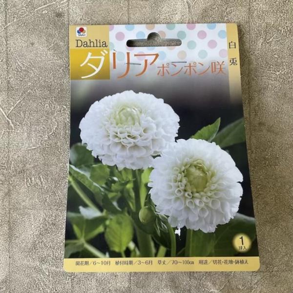 商品発送元：橋本種苗園オンラインストア家電・AV機器・カメラ球根　ダリア　ポンポン咲き　白兎　1球 タキイ種苗植付時期　3月&amp;#12316;6月開花期　6&amp;#12316;10月草丈　70&amp;#12316;100cm用途...