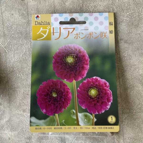 商品発送元：橋本種苗園オンラインストア家電・AV機器・カメラ球根　ダリア　ポンポン咲き　福姫　1球 タキイ種苗植付時期　3月&amp;#12316;6月開花期　6&amp;#12316;10月草丈　70&amp;#12316;100cm用途...