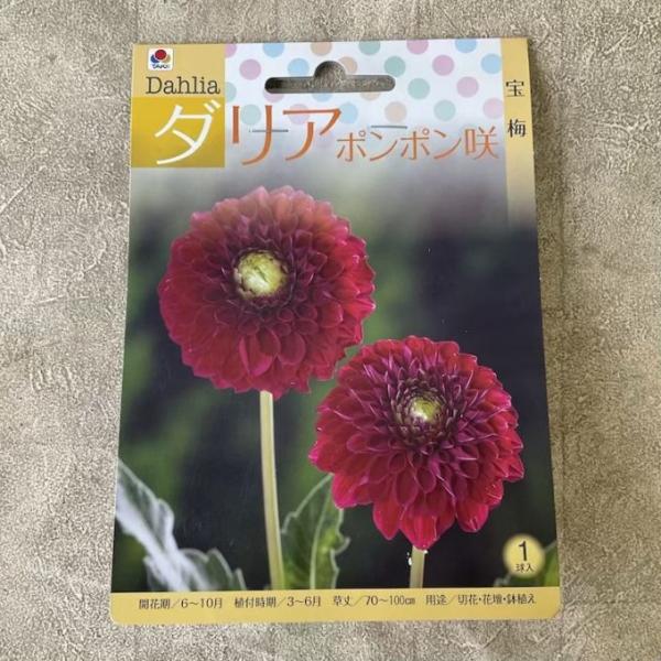 商品発送元：橋本種苗園オンラインストア家電・AV機器・カメラ球根　ダリア　ポンポン咲き　宝梅　1球 タキイ種苗植付時期　3月&amp;#12316;6月開花期　6&amp;#12316;10月草丈　70&amp;#12316;100cm用途...