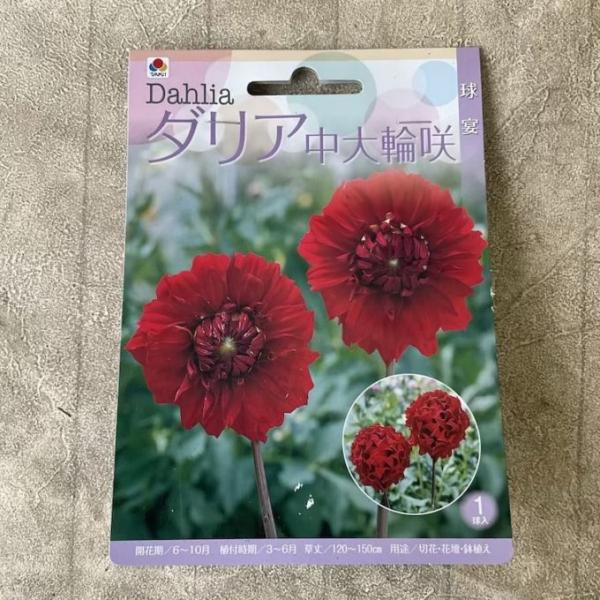 商品発送元：橋本種苗園オンラインストア家電・AV機器・カメラ球根　ダリア　中輪咲き　球宴　1球 タキイ種苗植付時期　3月&amp;#12316;6月開花期　6&amp;#12316;10月草丈　120&amp;#12316;150cm用途　...