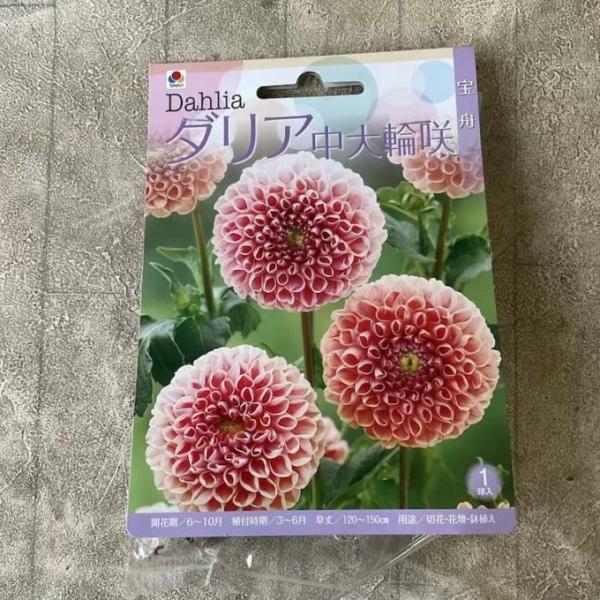 商品発送元：橋本種苗園オンラインストア家電・AV機器・カメラ球根　ダリア　中大輪咲き　宝舟　1球 タキイ種苗植付時期　3月&amp;#12316;6月開花期　6&amp;#12316;10月草丈　120&amp;#12316;150cm用途...