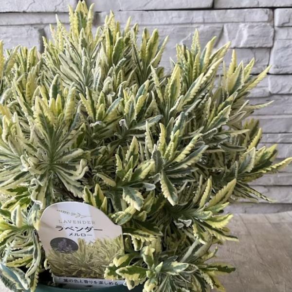 商品発送元：橋本種苗園オンラインストア家電・AV機器・カメラ【商品名】ラベンダー　メルロー 【分類】宿根草【開花期】春【草丈】100cm前後【管理場所】日当たりの良いところ【鉢の大きさ】6寸ポットアラルディ種のラベンダーは耐暑性、耐乾性に優...