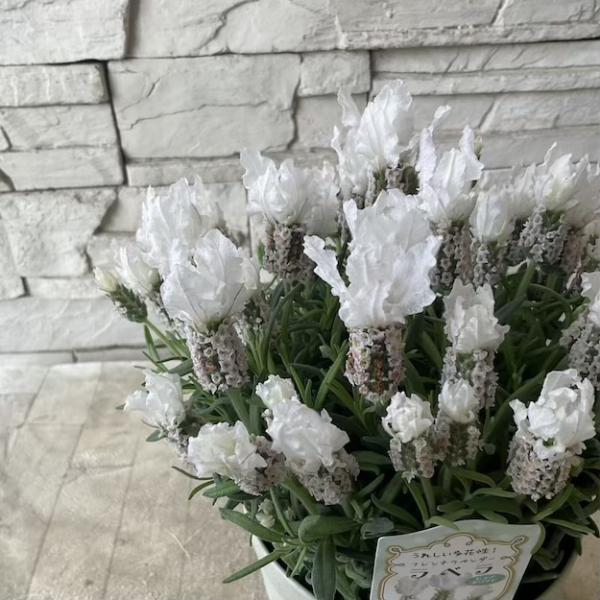 商品発送元：橋本種苗園オンラインストア家電・AV機器・カメラ【商品名】フレンチラベンダー　ピュアホワイト【分類】半耐寒性多年草【開花期】3〜6月【草丈】50cm前後＊草丈は、参考にしていただく一般的なサイズで土地や育て方によって異なります。...