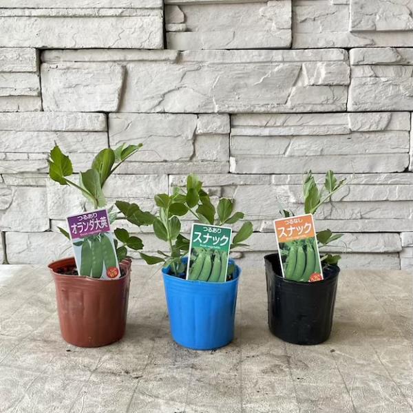 商品発送元：橋本種苗園オンラインストア家電・AV機器・カメラ＊時期により草丈や状態は写真と異なります。＊この商品は、1ポットの販売です。  ※時期や在庫状況により収穫時期が異なる苗や品種変更する場合がございます。ご了承ください。在庫の変動が...