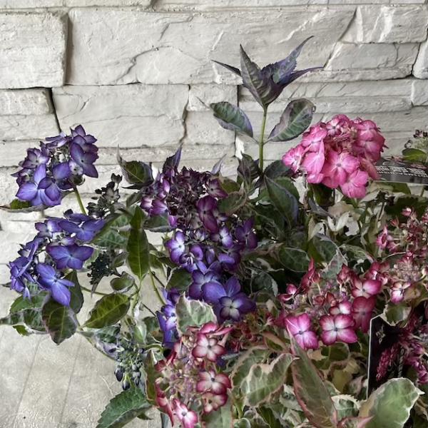 商品発送元：橋本種苗園オンラインストア家電・AV機器・カメラ【商品名】斑入り山アジサイ　御殿場錦　選べる2色【分類】落葉低木【開花期】5月下旬〜7月上旬【草丈】30〜80cm前後＊草丈は、参考にしていただく一般的なサイズで土地や育て方によっ...