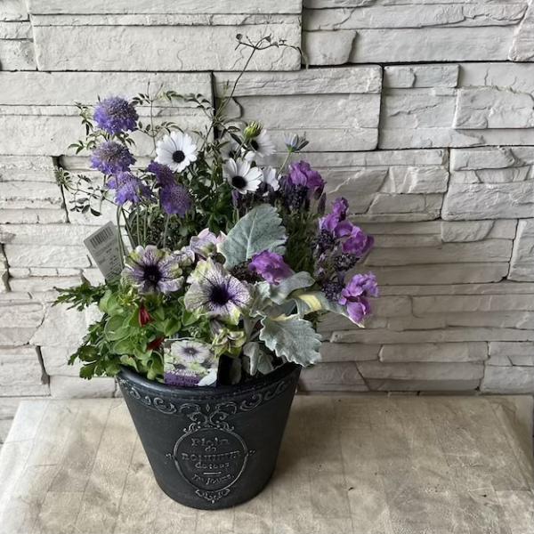 商品発送元：橋本種苗園オンラインストア家電・AV機器・カメラ【自分で作る寄せ植え花苗セット】　パープルの寄せ植え花苗の種類・オステオスペルマム・スカビオサ・ラベンダー・ペチュニア・羽衣ジャスミン・セネシオ　バニラッテなど5ポット&amp;#...