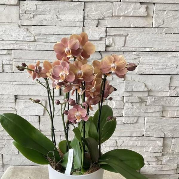 商品発送元：橋本種苗園オンラインストア家電・AV機器・カメラ＊画像は、イメージで現品のお届けとは限りません。  【育て方】半日影で管理します。15°C〜25°Cが適しています。週に一度を目安に水を与えてください。 こちらは1鉢ずつの販売です...