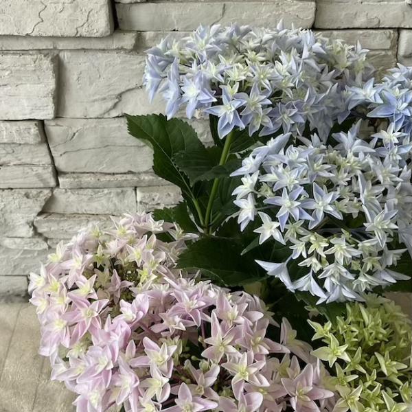 商品発送元：橋本種苗園オンラインストア家電・AV機器・カメラ見切品今期の開花花は終了しています 1540円→770円  【商品名】紫陽花　ハイドランジア　ダブルダッチ　エダム 選べる2色【分類】耐寒性落葉低木【開花期】5月〜7月頃【草丈】5...
