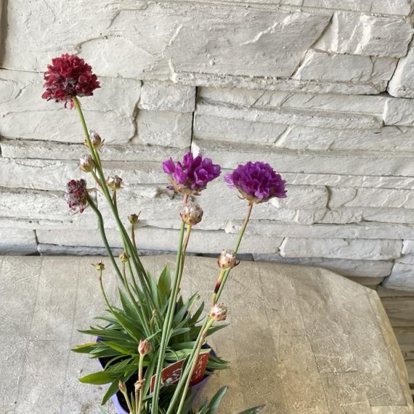 商品発送元：橋本種苗園オンラインストア家電・AV機器・カメラアルメリア　バレリーナ花壇の縁取りなどにもおすすめです。在庫管理には気をつけてはおりますが、店頭でも同時販売しておりますのでご注文いただいた後、在庫が店頭で売り切れている場合、キャ...