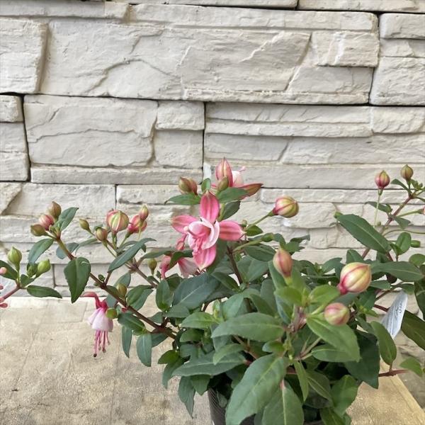 商品発送元：橋本種苗園オンラインストア家電・AV機器・カメラ【商品名】フクシア　プーニー　【開花期】春と秋【管理場所】春と秋は日当たり風通しの良いところ夏は強い直射日光を避け半日陰のところ冬は室内へ株が上方に立つタイプで株が乱れにくい育てや...