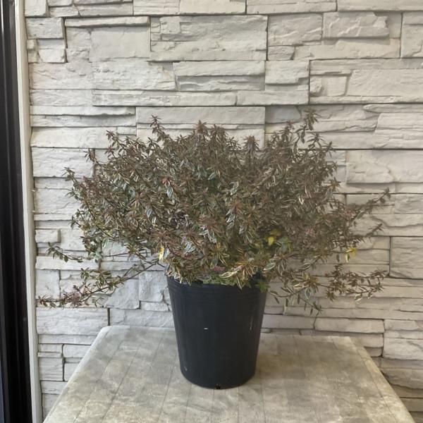 商品発送元：橋本種苗園オンラインストア家電・AV機器・カメラ【商品名】アベリア　７寸ポット　選べる♪2品種【分類】常緑低木【開花期】初夏〜秋【草丈】50〜70cm前後＊草丈は、参考にしていただく一般的なサイズで土地や育て方によって異なります...