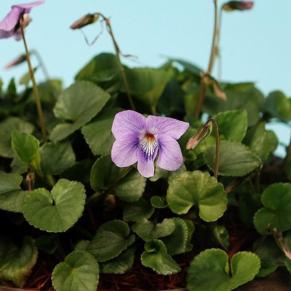 商品発送元：山野草 苔玉  茶花 販売 通販 やまおか碧山苑フラワー・ガーデニング、ガーデニング、苗物、花エチゴタチツボスミレ（越後立壷菫）【山野草】 イソスミレ×タチツボスミレの自然交雑種 丈夫で株も大きくなり庭植えにもお勧めです。