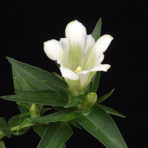 商品発送元：山野草 苔玉  茶花 販売 通販 やまおか碧山苑フラワー・ガーデニング、ガーデニング、苗物、花白花リンドウ りんどう 竜胆 9月10月秋の花 茶花 山野草７,５9ｃｍポット苗開花時期は9，10月頃寒くなるにつれ越冬準備に入るので...