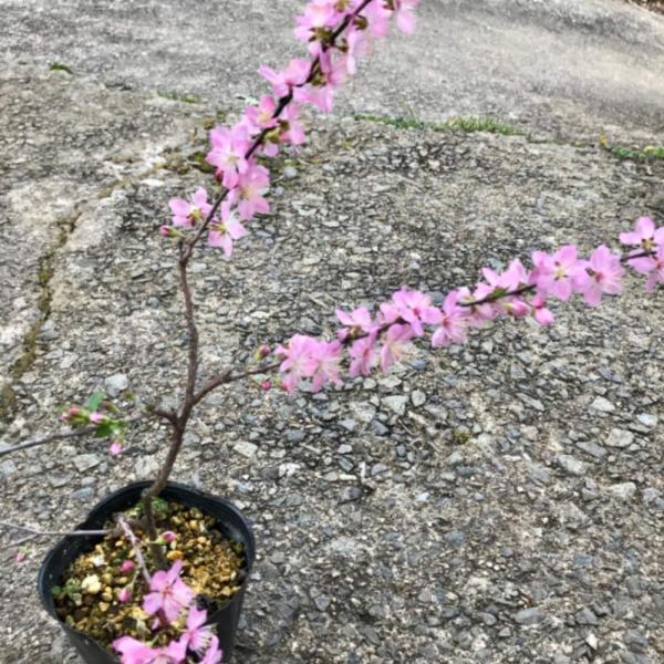 商品発送元：山野草 苔玉  茶花 販売 通販 やまおか碧山苑フラワー・ガーデニング、ガーデニング、苗物、花ニワウメ 庭梅 　9〜10，5ｃｍポット苗バラ科の低木種梅の木よりかなり小さく庭植えに向く品種です暑さ寒さに強い丈はやや小ぶりで　花期...