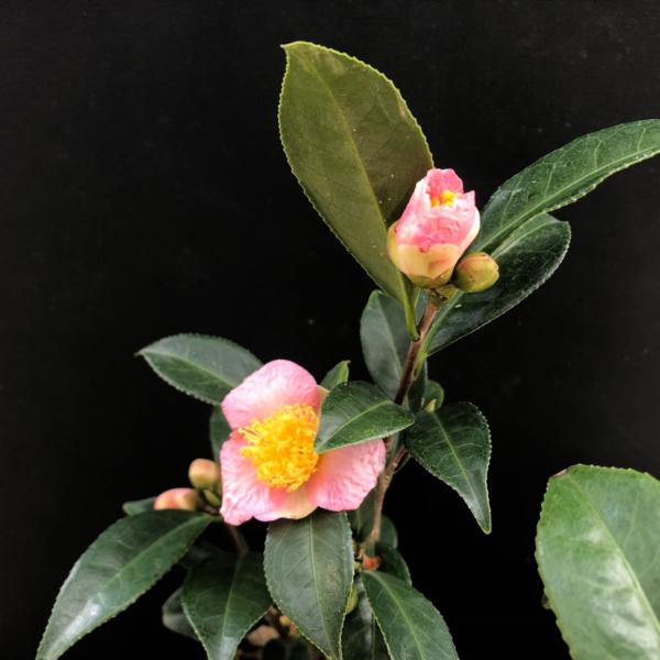 商品発送元：山野草 苔玉  茶花 販売 通販 やまおか碧山苑フラワー・ガーデニング、ガーデニング、苗物、花ロビラキ 炉開き 椿 ツバキ 茶花ツバキ科ツバキ属10.5ｃｍポット苗　高さ40ｃｍ小輪の一重咲き品種炉開きの頃に小ぶりの花を咲かせや...