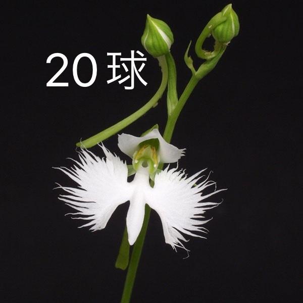 商品発送元：山野草 苔玉  茶花 販売 通販 やまおか碧山苑フラワー・ガーデニングサギソウ球根 鷺草球根 開花予定球 20球 青葉種 山野草　初夏の花開花予定球根　20球入り１袋　青葉種写真2枚目は　球根のおおよその大きさの　見本球です　現...