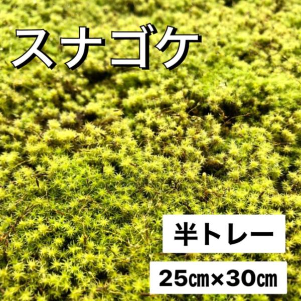 商品発送元：山野草 苔玉  茶花 販売 通販 やまおか碧山苑フラワー・ガーデニング、ガーデニング、苗物、花スナゴケ 砂苔 すなごけ２５×３０ｃｍこけ盆栽やテラリウム アクアリウム 苔盆栽 苔テラリウムに最適です。乾燥状態でのお届けとなります...