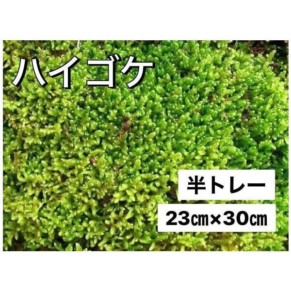 商品発送元：山野草 苔玉  茶花 販売 通販 やまおか碧山苑フラワー・ガーデニング、ガーデニング、苗物、花ハイゴケ 這苔半トレー 23ｃｍ×30ｃｍ苔盆栽や苔玉作りに最適です。半乾燥状態でのお届けとなります水をたっぷりやると2時間程度で元に...