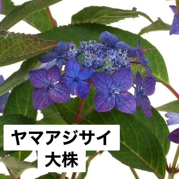 商品発送元：山野草 苔玉  茶花 販売 通販 やまおか碧山苑フラワー・ガーデニング、ガーデニング、苗物、花藍姫 アイヒメ 大ポット 山アジサイR７年　５花以上開花予定鮮やかな青色花で人気種12ｃｍポット苗栽培環境により山紫陽花は花色が赤色系...