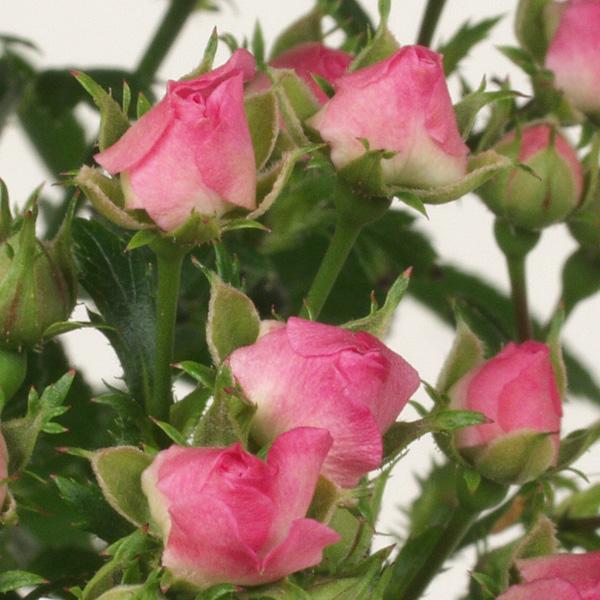 商品発送元：山野草 苔玉  茶花 販売 通販 やまおか碧山苑フラワー・ガーデニング、ガーデニング、苗物、花ツボミバラ バラ苗７．５cmポリ鉢栽培品とってもかわいい掌サイズの姫バラです。名前の通り花弁は展開しません。花径１&amp;#1231...