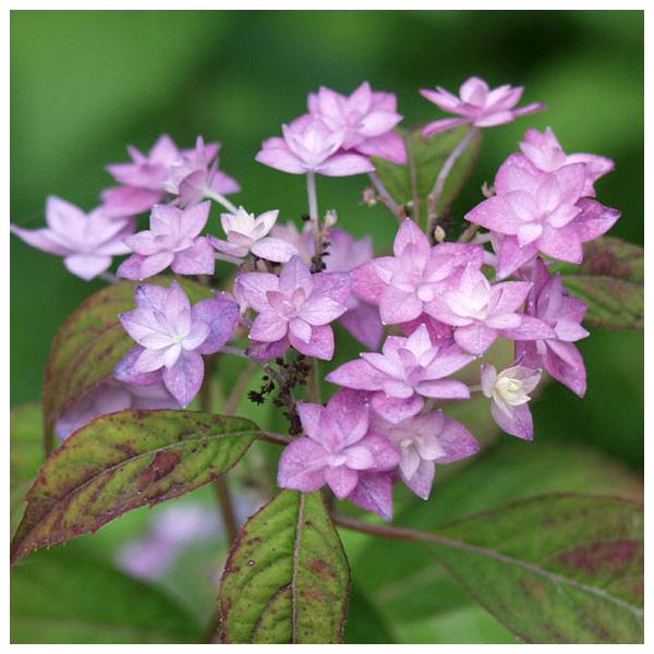 商品発送元：山野草 苔玉  茶花 販売 通販 やまおか碧山苑フラワー・ガーデニング、ガーデニング、苗物、花シチダンカ 七段花 ヤマアジサイ 山紫陽花 大株12cmポット苗　高さ40から60ｃｍ程度六甲産。装飾花が八重咲きのよう。青&amp;...