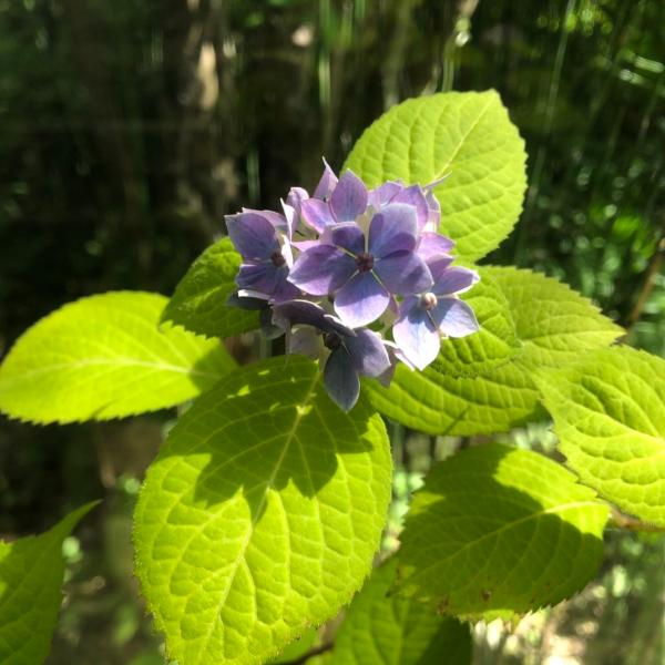 商品発送元：山野草 苔玉  茶花 販売 通販 やまおか碧山苑フラワー・ガーデニング、ガーデニング、苗物、花ヤマアジサイ 山アジサイ 山紫陽花 山の神 山野草 苗 一重テマリ咲きのヤマアジサイ　小ぶりな花と美しい色が印象的茶花や和の庭にも良く...