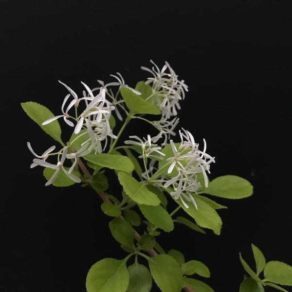 商品発送元：山野草 苔玉  茶花 販売 通販 やまおか碧山苑フラワー・ガーデニング、ガーデニング、苗物、花ナンジャモンジャ ヒトツバタゴ 庭木 植木 落葉樹花期は5月頃枝先に細かい花弁の白い花をつける高さ40から50ｃｍ程度9から12ｃｍポット苗