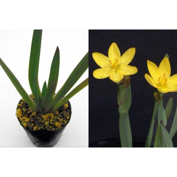 商品発送元：山野草 苔玉  茶花 販売 通販 やまおか碧山苑フラワー・ガーデニング、フラワー、鉢花、その他イワアヤメ【山野草】　６から7，5cmポット苗です。寄せ植え素材として、使いやすい大きさになってます。盆栽添草としても使えます。 花付...