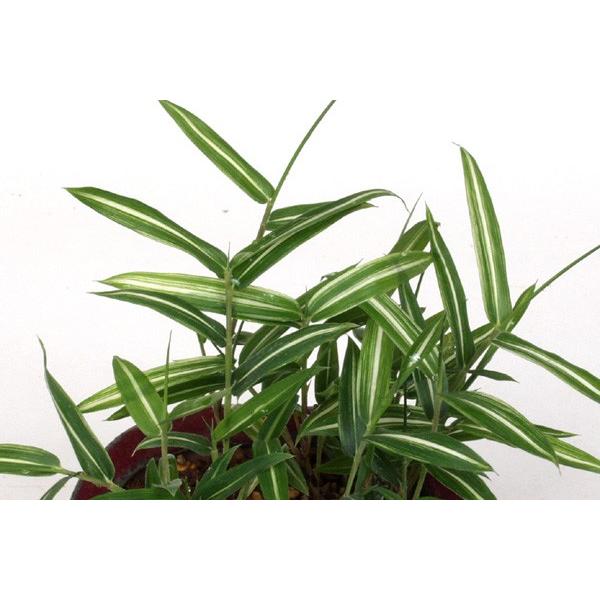 商品発送元：山野草 苔玉  茶花 販売 通販 やまおか碧山苑フラワー・ガーデニング、ガーデニング、苗物、花【山野草】ウエダ笹（ウエダザサ） ７.５cmポット苗です。葉がとてもきれいなので単品で苔玉にしたり、木の根元に植えるのがいいかもです。...