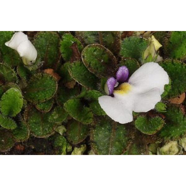 商品発送元：山野草 苔玉  茶花 販売 通販 やまおか碧山苑フラワー・ガーデニング、ガーデニング、苗物、花【山野草】ウズラ葉サギゴケ（ウズラバサギゴケ）９cmポット苗です。 葉をよく見ると模様が入っておりウズラの卵のような模様です。横に広が...