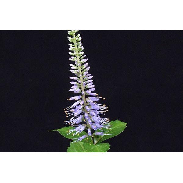 商品発送元：山野草 苔玉  茶花 販売 通販 やまおか碧山苑フラワー・ガーデニング、ガーデニング、苗物、花クガイソウ【山野草】葉が何段にも輪生し九階草の名がある。青紫花、茶花 ヒョウモンチョウ（豹紋蝶）の仲間が好むようです