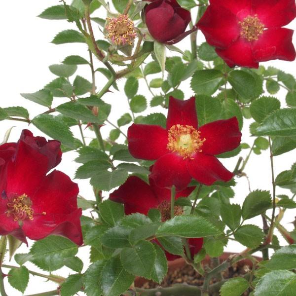 商品発送元：山野草 苔玉  茶花 販売 通販 やまおか碧山苑フラワー・ガーデニング、ガーデニング、苗物、花真赤のノバラ【山野草・バラ盆栽の苗】　７.５cmポット苗。 四季咲のノバラです。通常ノバラといえば白（まれにピンクもありますが）ですが...