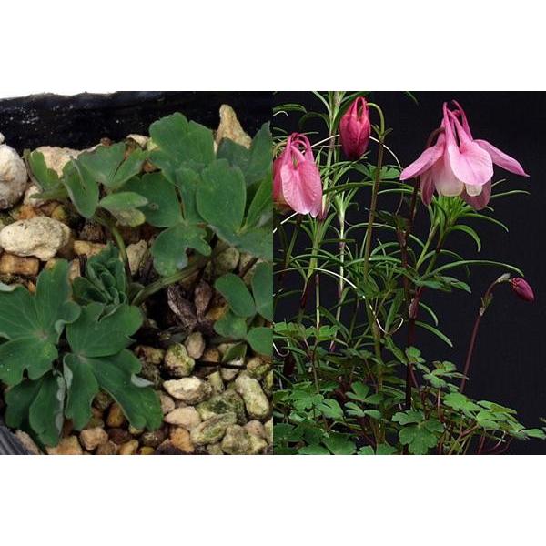 商品発送元：山野草 苔玉  茶花 販売 通販 やまおか碧山苑フラワー・ガーデニング、フラワー、鉢花、その他桃色ルリオダマキ（モモイロルリオダマキ）【山野草】 水はけの良い用土で良く日に当てて育てて下さい。過湿になるとあまり良くないです。花後...