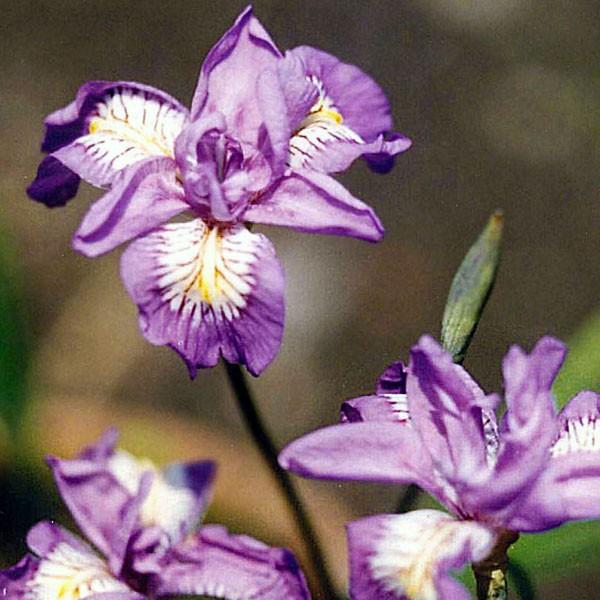 商品発送元：山野草 苔玉  茶花 販売 通販 やまおか碧山苑フラワー・ガーデニング、ガーデニング、苗物、花八重姫シャガ（ヤエヒメシャガ）【山野草】ポット苗。 濃色花姫シャガよりも花びらが多い分艶やかな印象です