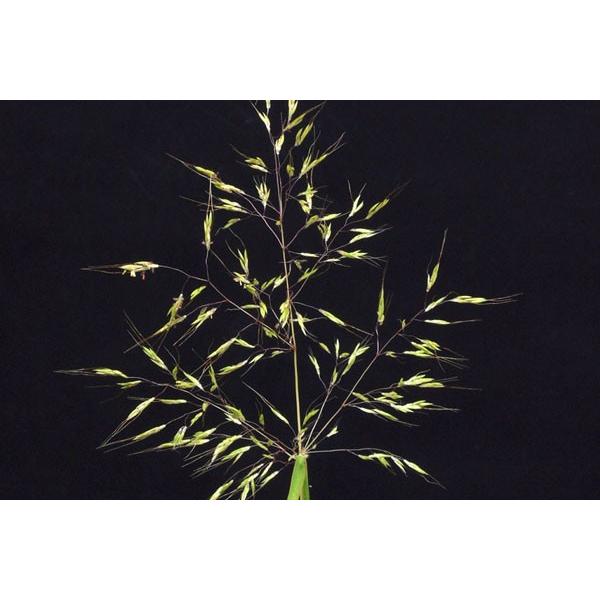 商品発送元：山野草 苔玉  茶花 販売 通販 やまおか碧山苑フラワー・ガーデニング、ガーデニング、苗物、花姫アブラススキ（ヒメアブラススキ）【山野草】夏の寄せ植えに良い