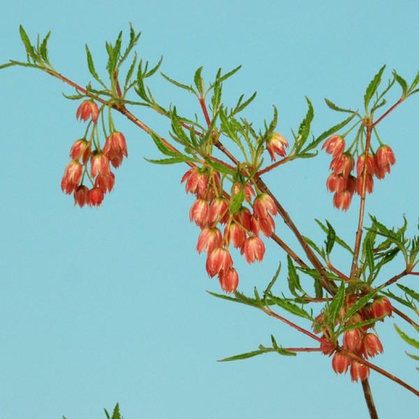 商品発送元：山野草 苔玉  茶花 販売 通販 やまおか碧山苑フラワー・ガーデニング、ガーデニング、苗物、花柳葉ドウダンツツジ【山野草】９〜10.5cmポット苗通常の葉と異なり柔らかく細長い葉が印象的です開花期は春となります